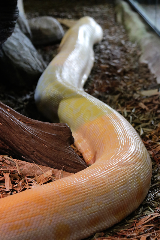 A Visit to Australia Zoo, on the Sunshine Coast - Bonjour Quilts