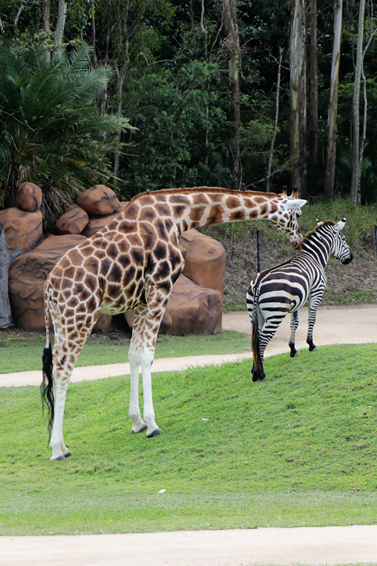 A Visit to Australia Zoo, on the Sunshine Coast - Bonjour Quilts