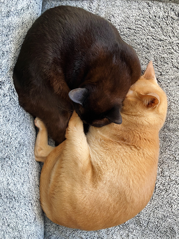 Starting Another Quilt Top, Great Links and Cute Cats - Bonjour Quilts